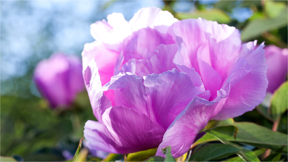 Centro Botanico Moutan - Peonie cinesi da collezione